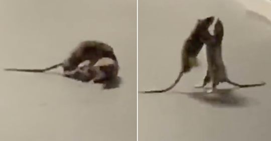 Two Rats In Singapore Were Filmed In A Fierce Boxing Match As A Cat Cheered