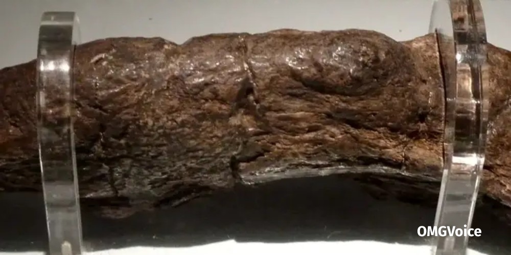 People Are Very Confused After Footage Of The Biggest Human Poo On ...